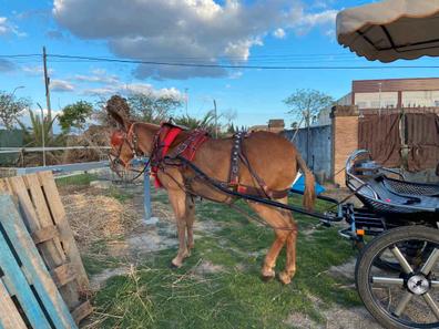 Mulas en venta | Milanuncios