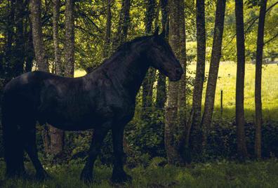 Frison Caballosen venta . Comprar y vender caballos a buen precio ...