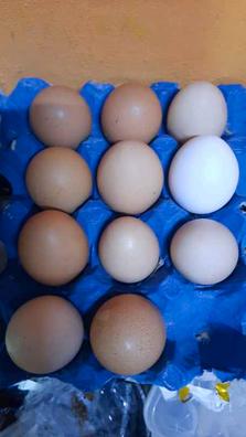 Huevos fertiles | Milanuncios