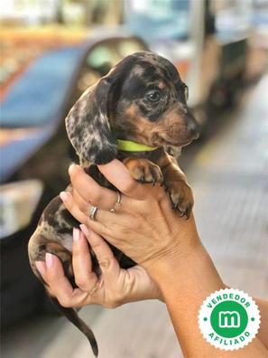 Milanuncios - Cachorros de Tekel mini
