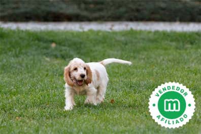 Cachorros Cocker en venta | Milanuncios