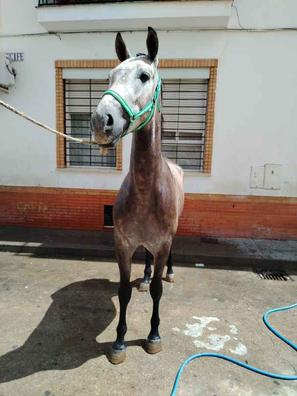 Potros. Compra venta de potros al mejor precio y adopción | Milanuncios