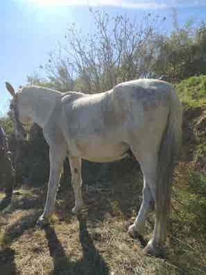 Mulo en venta en Andalucía | Milanuncios