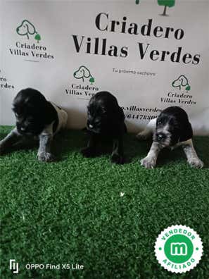 Cachorro cocker spaniel Perros en adopción, compra venta de accesorios ...