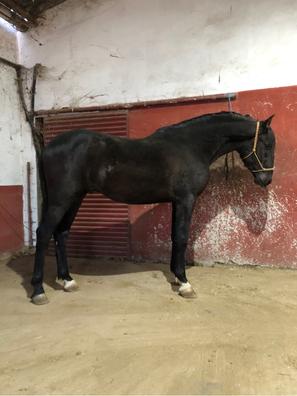 Milanuncios - Potro negro PRE 24 meses1,65 a la cruz