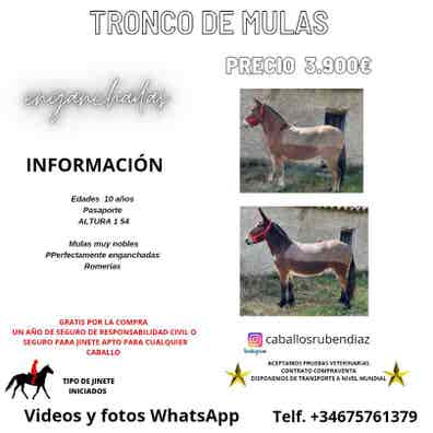 Mulas en venta en Cataluña | Milanuncios