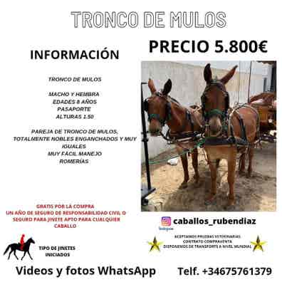 Mulas en venta | Milanuncios