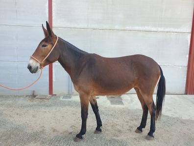 MILANUNCIOS | Mulas. Compra venta de mulas al mejor precio y adopción ...