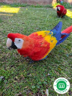 Loros yacos en venta hasta 150 euros | Milanuncios