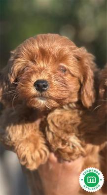 Milanuncios - "CAVAPOO"