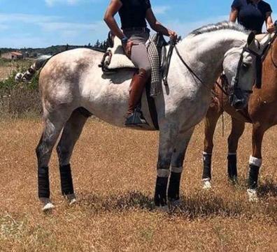 Compra venta de caballos, transporte y monturasde segunda mano ...