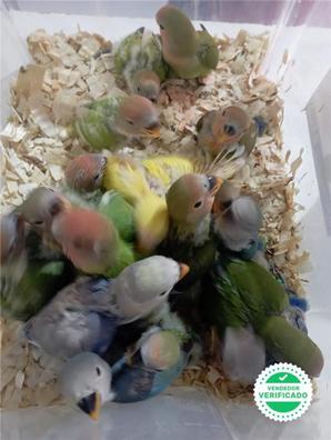 MILANUNCIOS | Agapornis papilleros Pájaros. Compra venta de pájaros ...