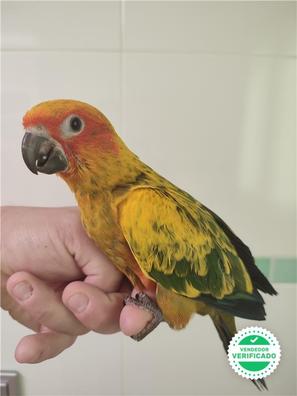 MILANUNCIOS | Aratinga sol Pájaros. Compra venta de pájaros, jaulas y ...