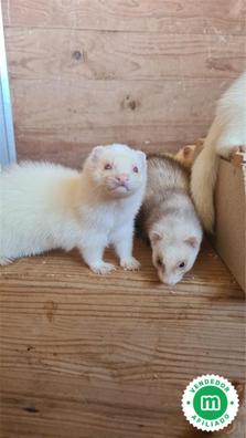 Huronesen adopción y compra venta al mejor precio. Realar hurones en ...