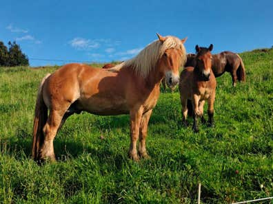 Milanuncios - Se vende caballo