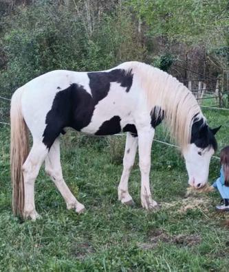 Frison en venta | Milanuncios