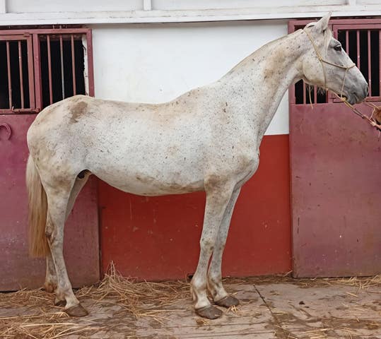Milanuncios - yegua pre de cria