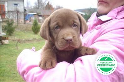 MILANUNCIOS | Cachorros labrador Labradores en adopción. Compra venta y ...