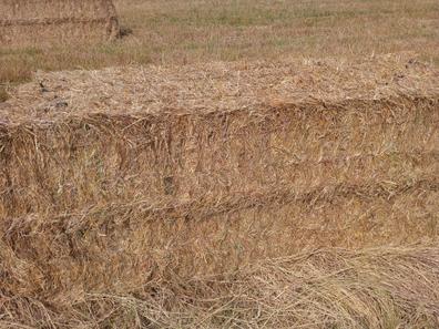 Milanuncios - Heno de avena y trigo