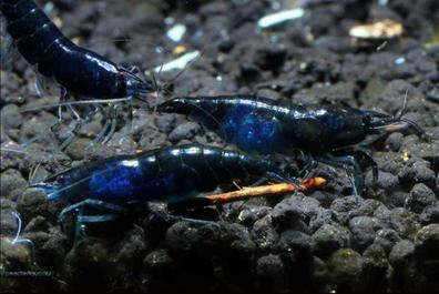 Peces disco blue diamond | Milanuncios