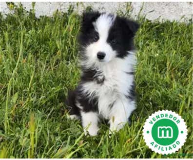 Milanuncios - BORDER COLLIE HEMBRA CON ENTREGA LISTA