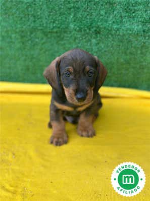 Teckel miniatura Perros en adopción, compra venta de accesorios y ...