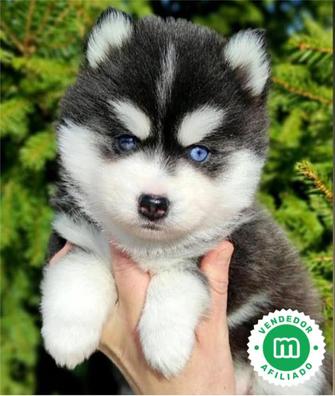 Cruces de perros en venta | Milanuncios