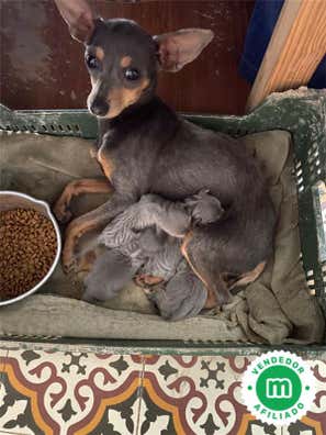 Pincher en venta | Milanuncios