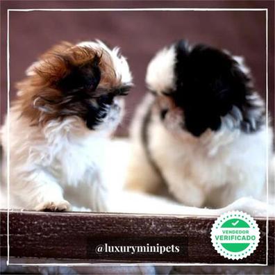 MILANUNCIOS | Perros en adopción, compra venta de accesorios y ...