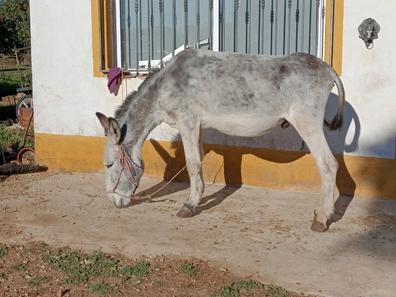 MILANUNCIOS | Burro cubriendo yeguas Burros. Compra venta de yeguas al ...