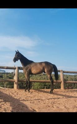 MILANUNCIOS | Caballos pura sangre ingles. Anuncios para comprar y ...