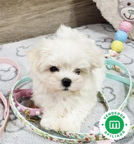 Milanuncios - BICHON MALTES MINI TOY NO SUELTAN PELO