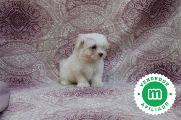 Milanuncios - PRECIOSOS BICHON MALTES LINEA TOY