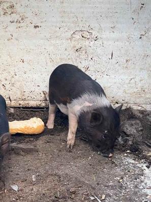 MILANUNCIOS | Cerdo vietnamita mini Mascotas en adopción y accesorios ...