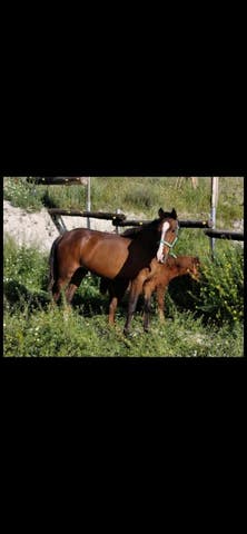Milanuncios - vendo yegua