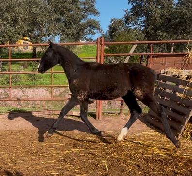 Milanuncios - Potro negro pre. Nerón ep.La plata