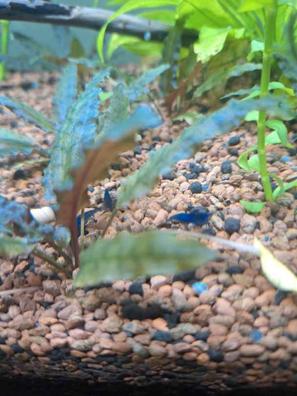 Azul de metileno Compra venta de peces, acuarios, peceras y accesorios ...