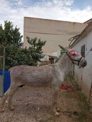 Milanuncios - Burro entero