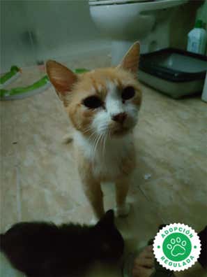 Milanuncios - Gata y gatitos en adopción