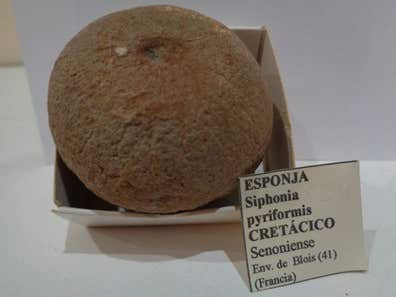 Milanuncios - Esponja fósil. Siphonia pyriformis.