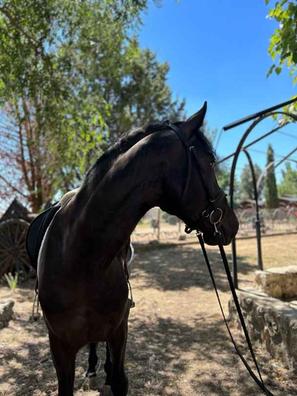 Lusitano domado en venta | Milanuncios