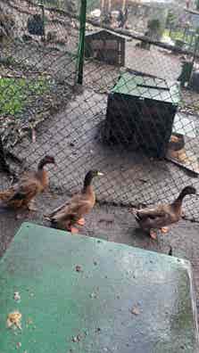 Patos en venta | Milanuncios