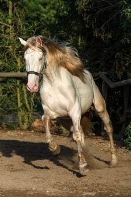 Perla Caballosen venta . Comprar y vender caballos a buen precio en ...