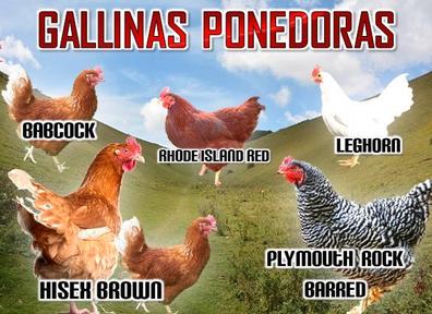 Gallinas pirocas | Milanuncios