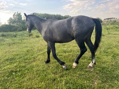 Milanuncios - Se vende GRAN APAGON