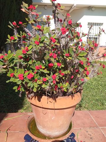 Milanuncios - PLANTA CORONA DE CRISTO CON MACETERO