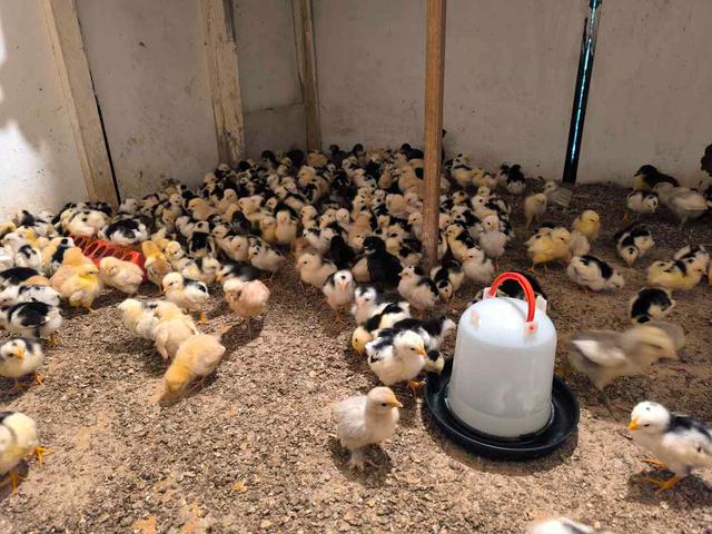 Milanuncios - Pollitos de Raza