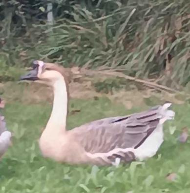 Patos. Compra venta de patos al mejor precio y adopción en Asturias ...