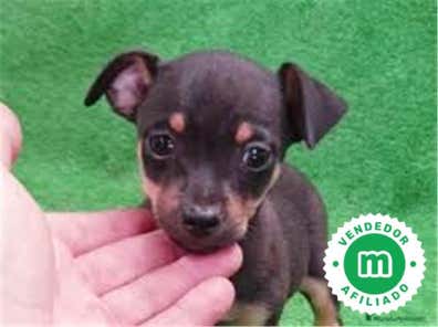 Pincher en venta | Milanuncios