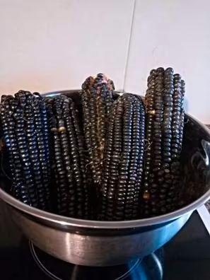 Semillas de segunda mano en Galicia | Milanuncios